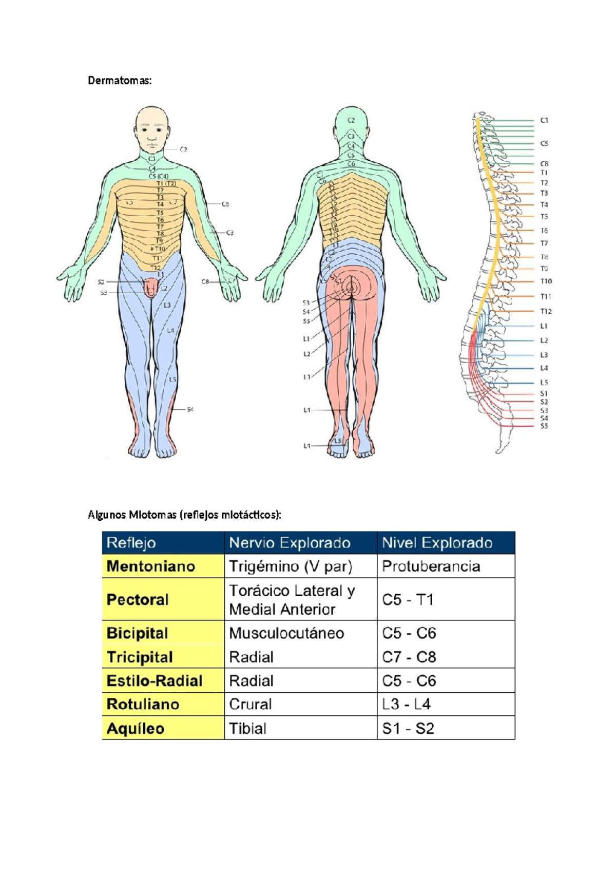 Logica-Neurológica-3 - Dermatomas: Algunos Miotomas (reflejos ...
