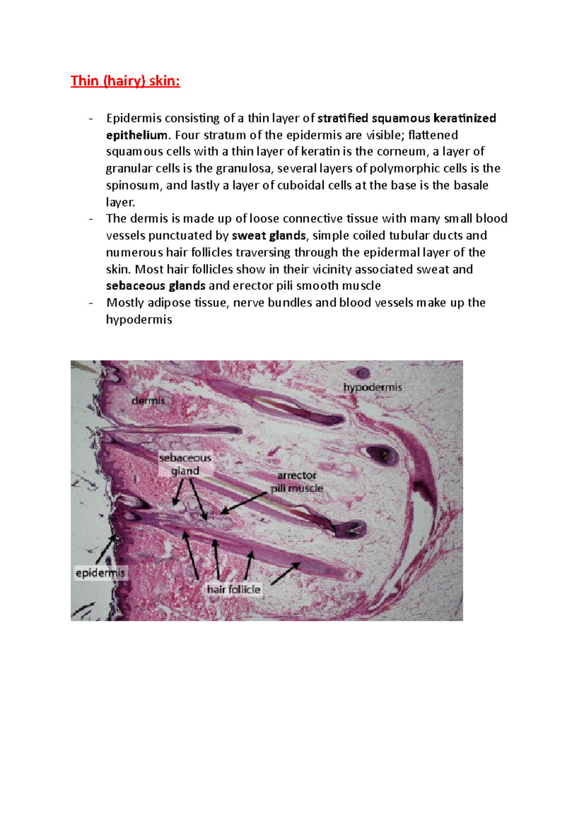 Integument system - Thin and Thick Skin Summary - Thin (hairy) skin ...
