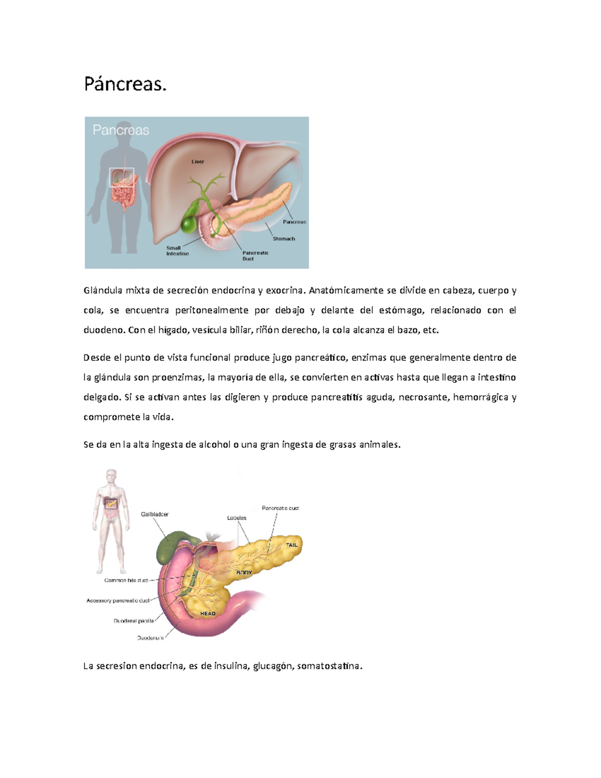 Páncreas Histologia - mixta de endocrina y exocrina. se divide en ...