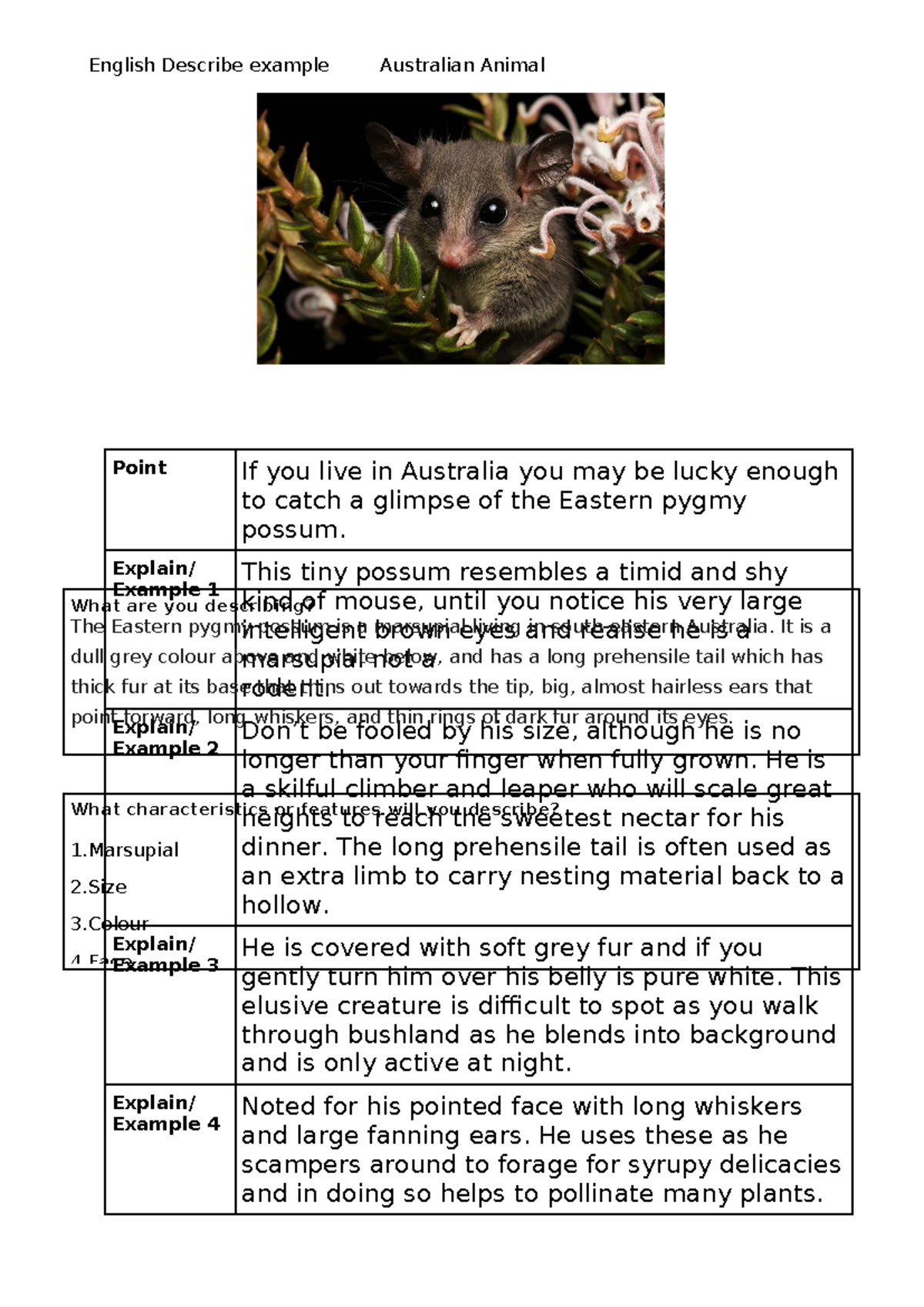 English 2 Describe Example - Explain/ Example 1 This tiny possum ...