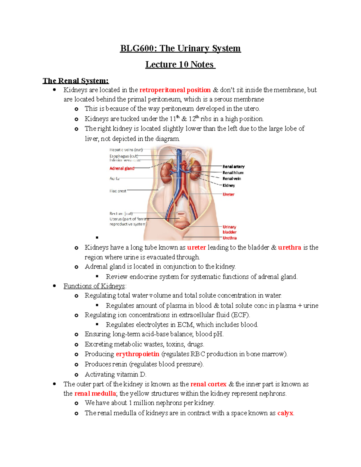 Lecture 10 Notes - Crestina Bietes - BLG600: The Urinary System Lecture ...