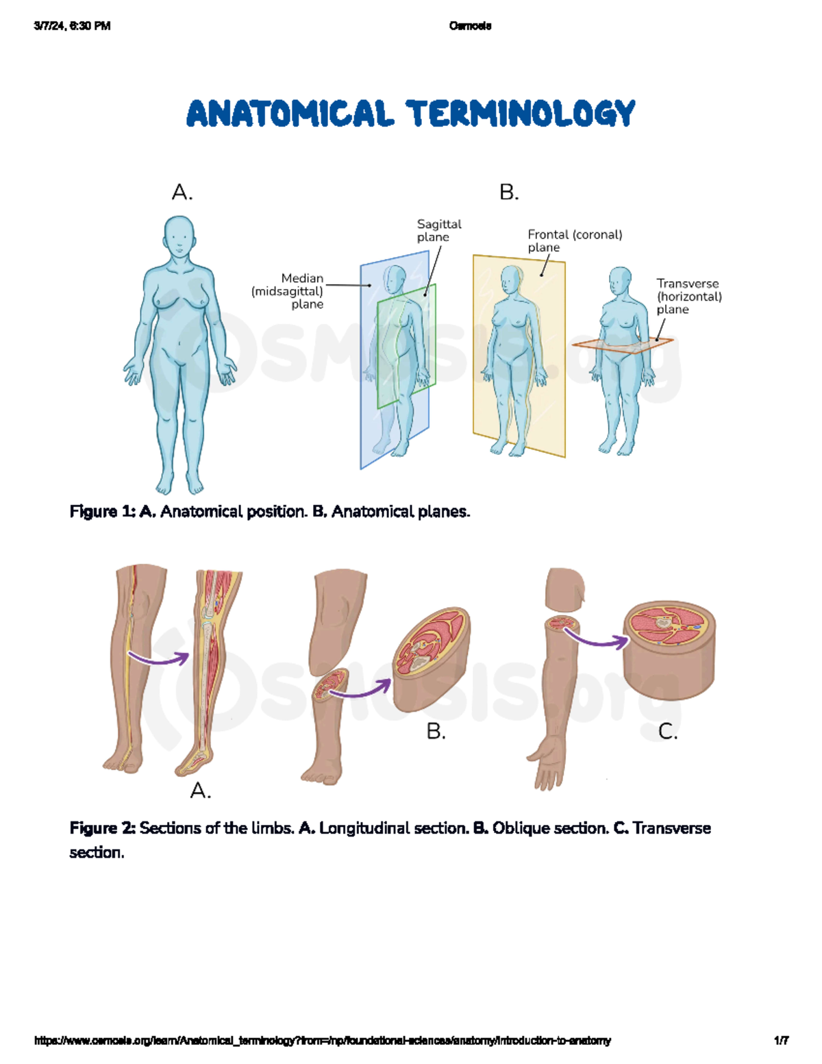 Anatomical Terminology -THE Basics - ANAT2020 - Studocu