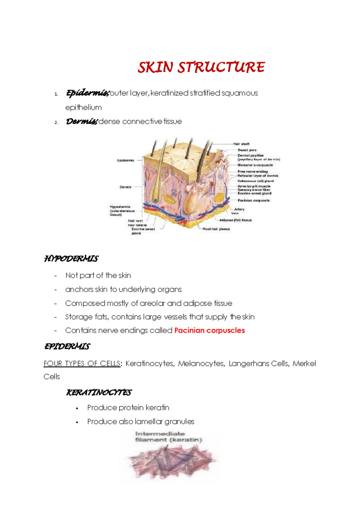 SKIN Structure - student reference - SKIN STRUCTURE Epidermis;outer ...