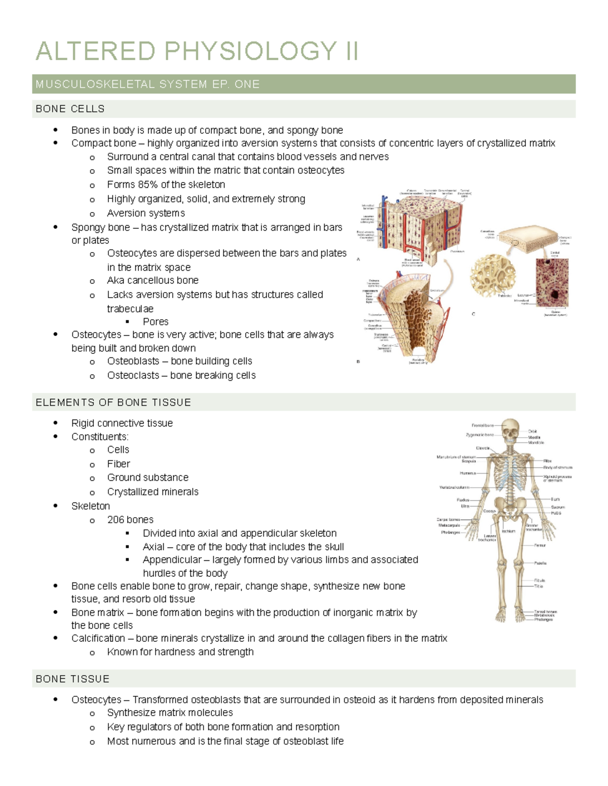 Altphys II - lecture 1 notes - ALTERED PHYSIOLOGY II MUSCULOSKELETAL ...
