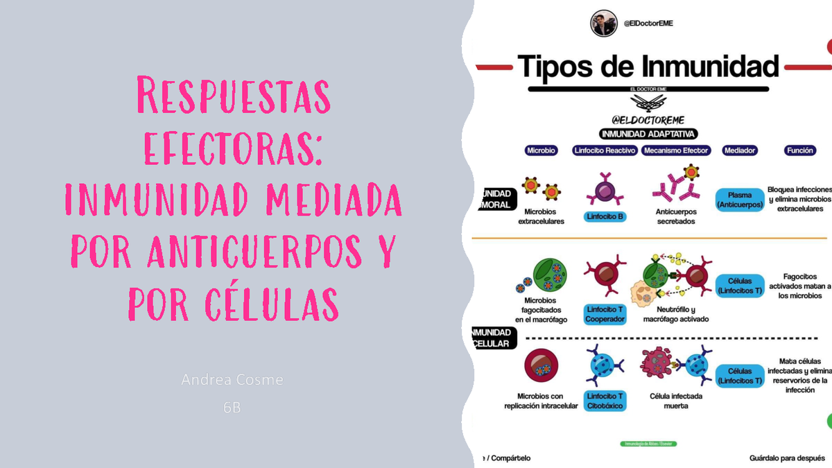 Respuestas efectoras - Respuestas efectoras: inmunidad mediada por anticuerpos y por ce lulas ...