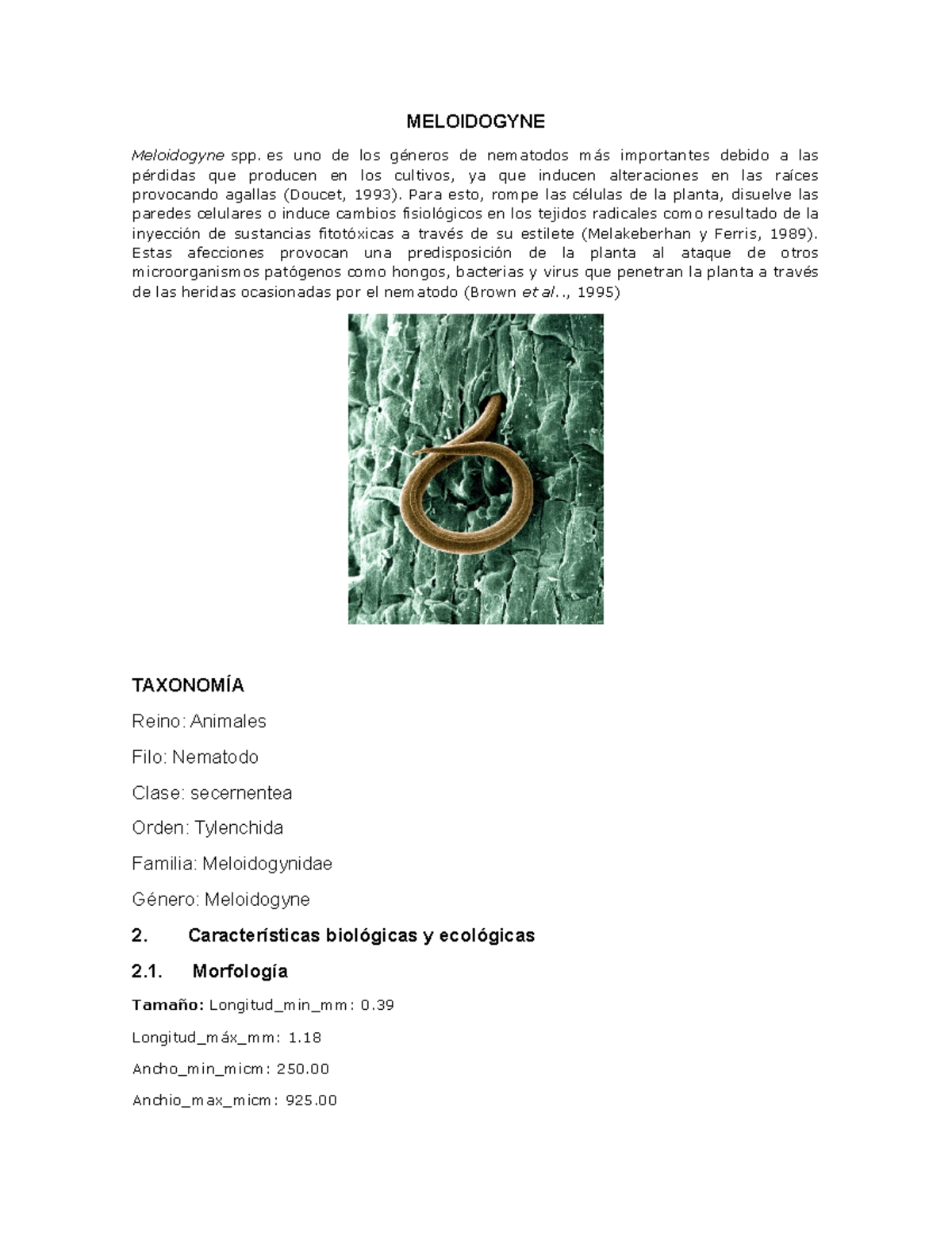 Meloidogyne - MELOIDOGYNE Meloidogyne spp. es uno de los géneros de ...