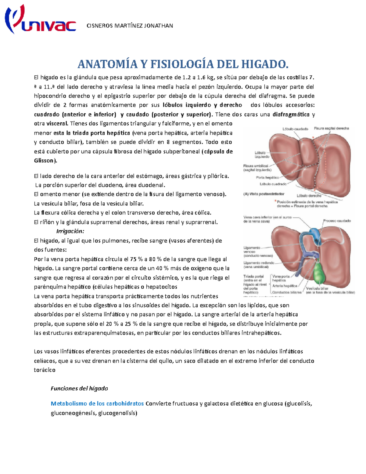 Anatomía Y Fisiología DEL Higado - CISNEROS MARTÍNEZ JONATHAN ANATOMÍA ...