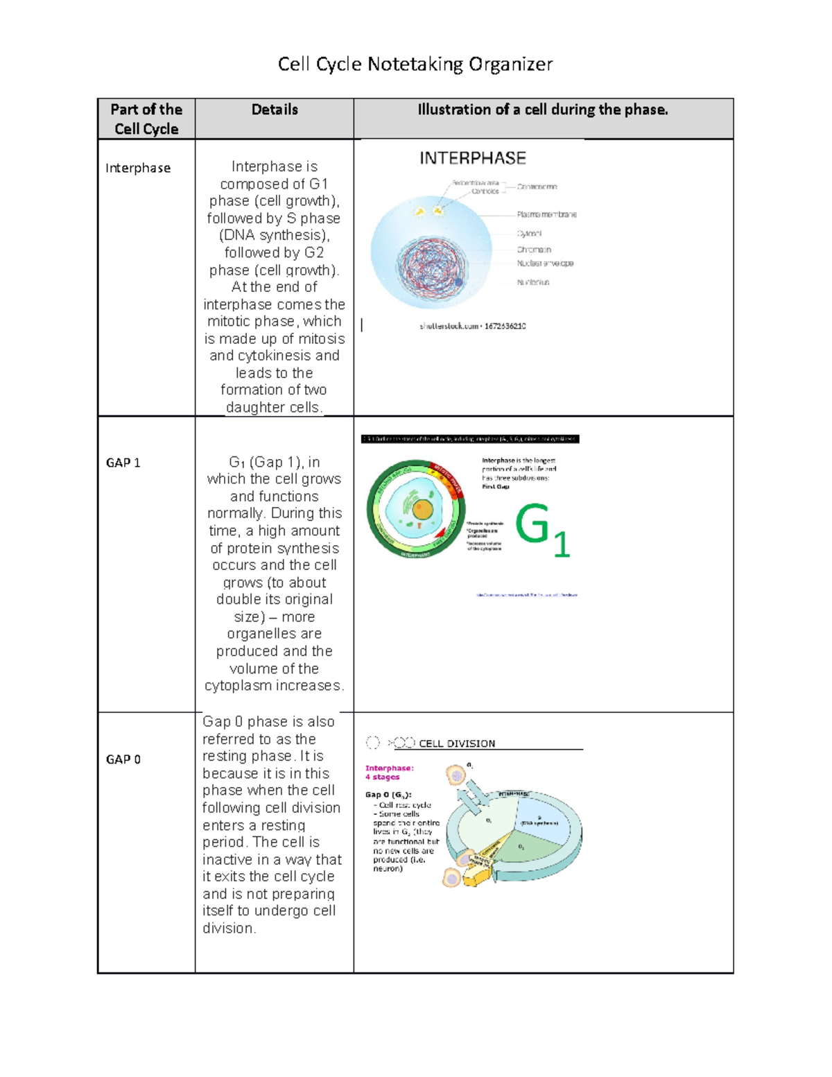Cell cycle Notetaking Organizer-1-1 - Cell Cycle Notetaking Organizer ...
