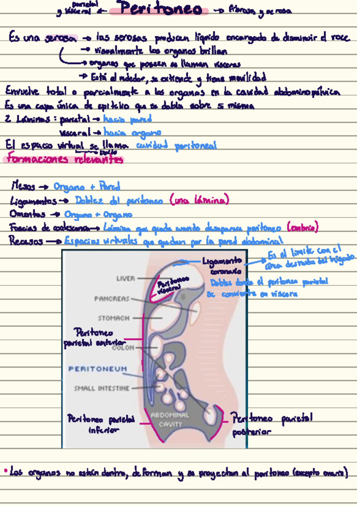 2 certamen anatomia - Anatomia I - control 5 Pelvis y perineo Cadera ...