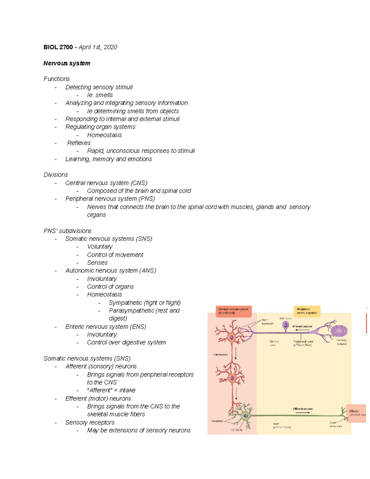 BIOL 2700 -Nervous system introduction - BIOL 2700 - April 1st, 2020 ...
