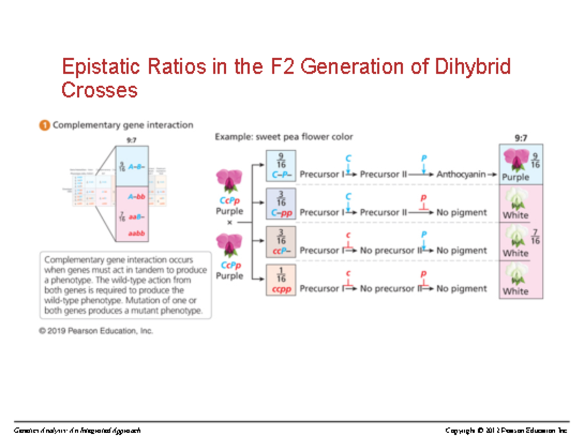 Genetics 2 17 - Epistatic Ratios in the F2 Generation of Dihybrid Crosses Duplicate Gene Action ...