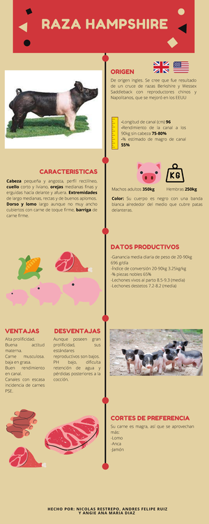 Infografia Duroc Jersey, caracteristicas y alimentacion - V RED JERSEY ...