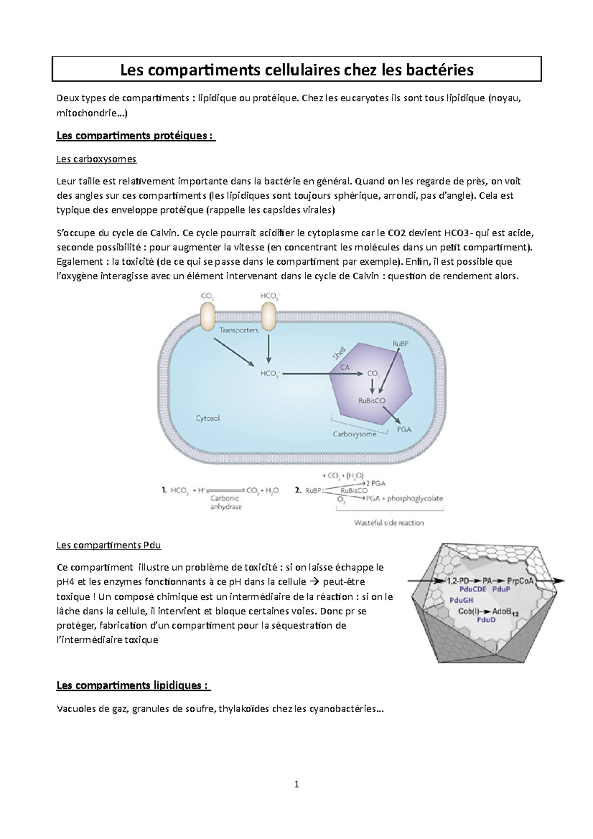 Les compartiments cellulaires chez les bactéries - Les compartiments ...