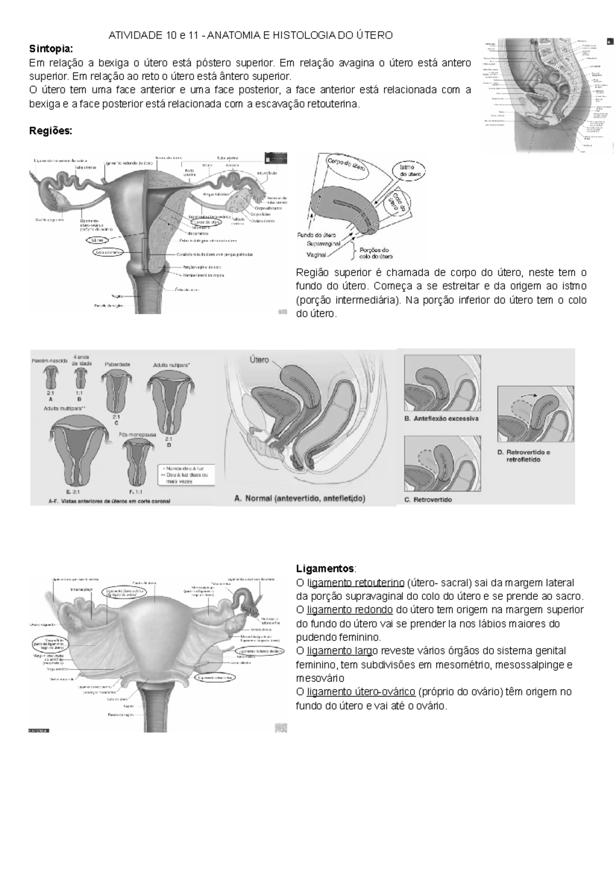 Anatomia E Vascularização DO Útero - ATIVIDADE 10 e 11 - ANATOMIA E ...