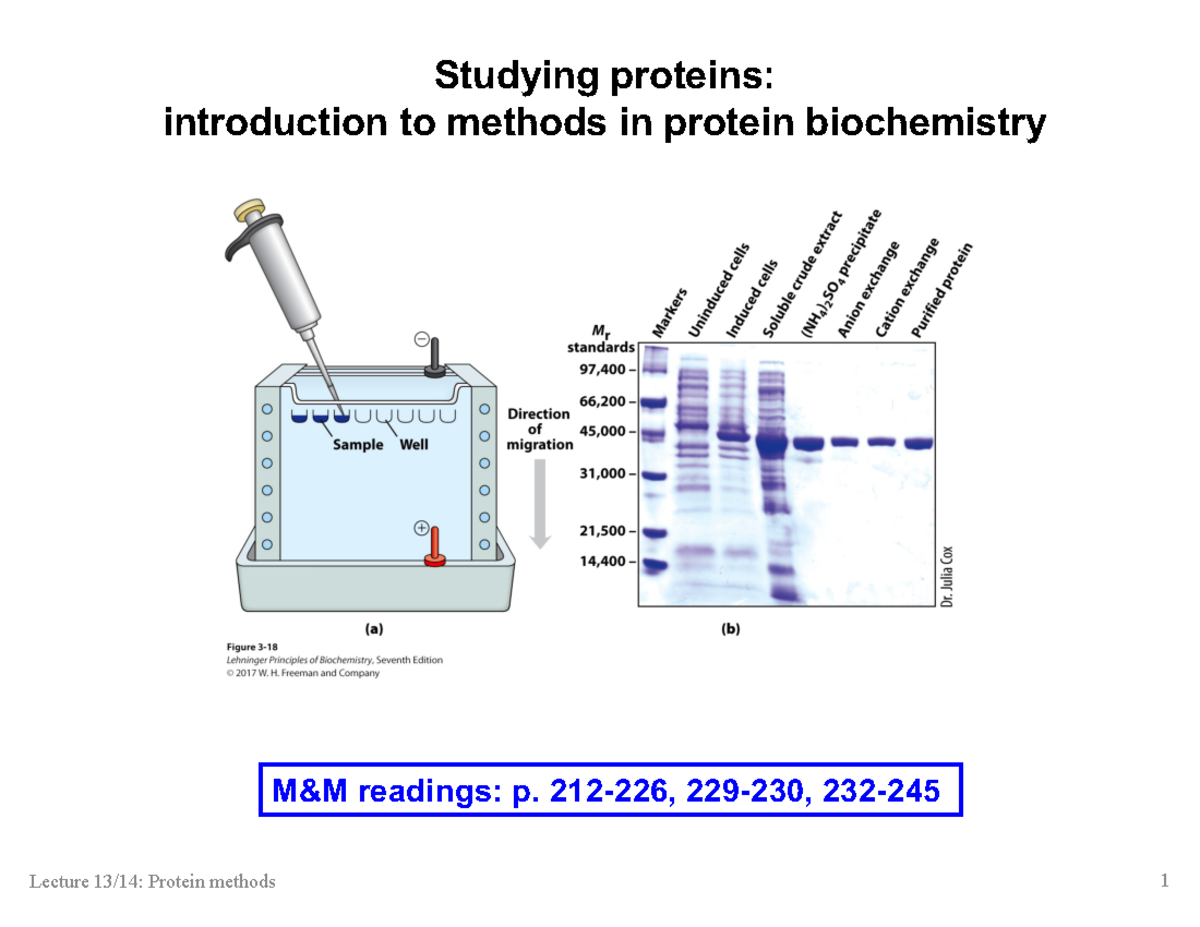 Lecture 13,14-proteins-methods (PDF) - Studying proteins: introduction ...