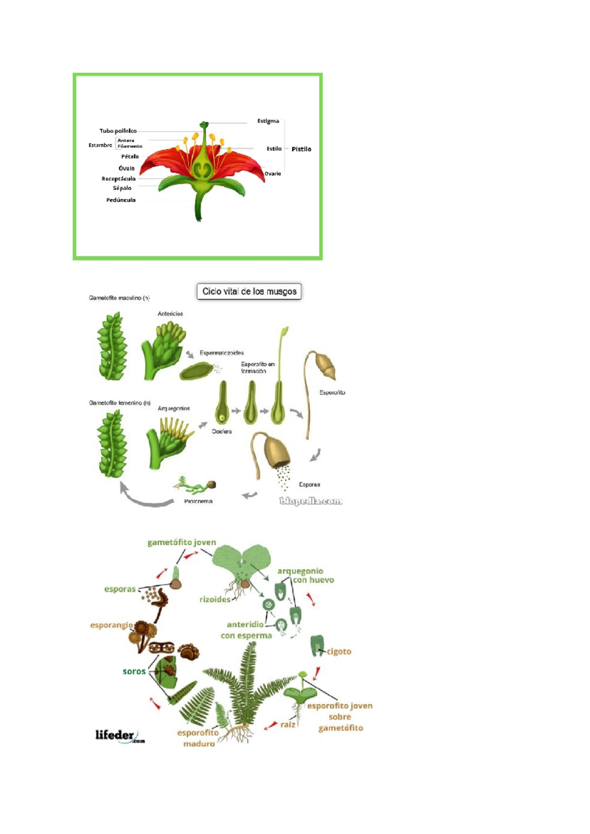 Plantas: Esquema - Estigma Tubo polínico Antera Estambre Filamento ...