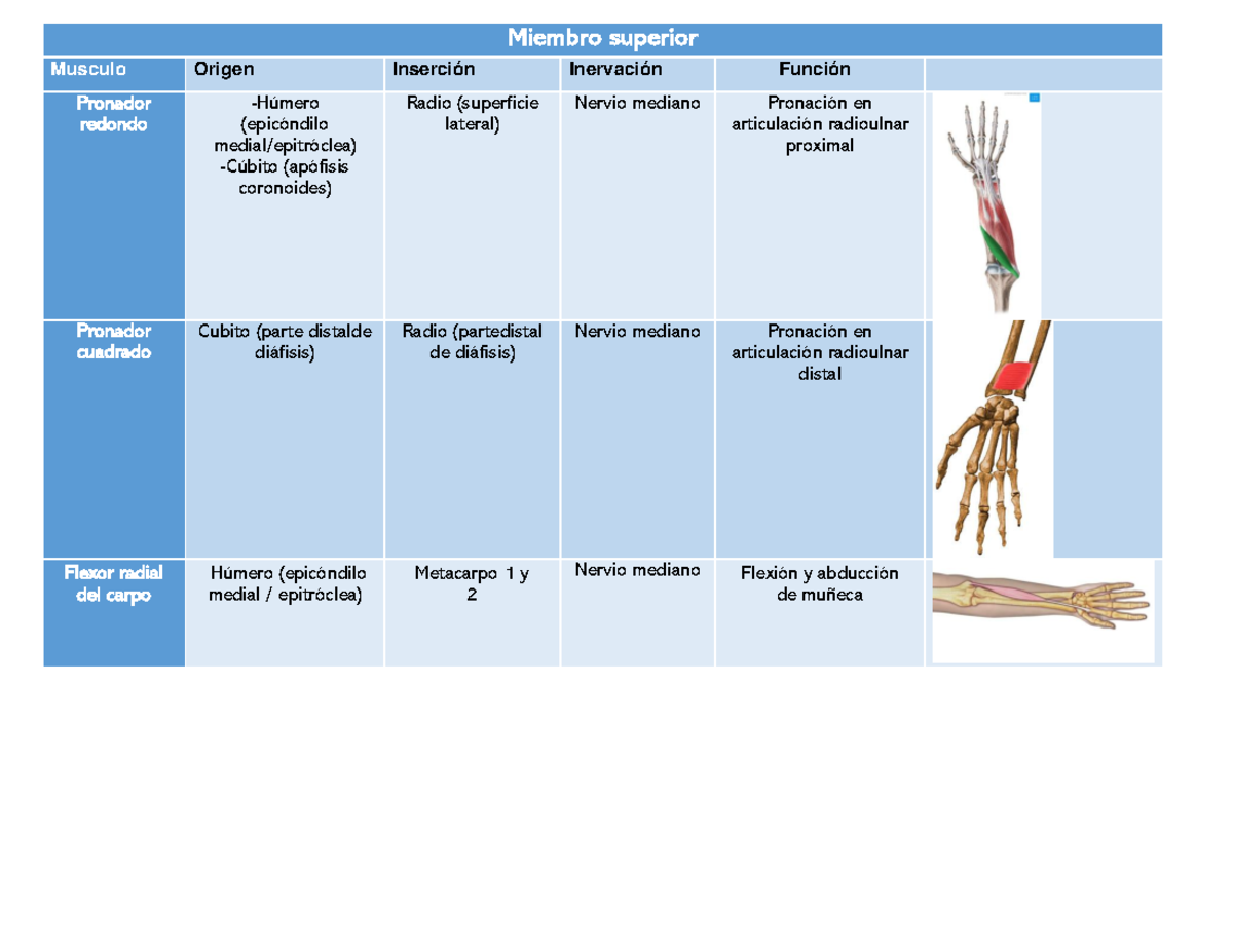 Tabla Musculos - Miembro superior Musculo Origen Inserción Inervación ...