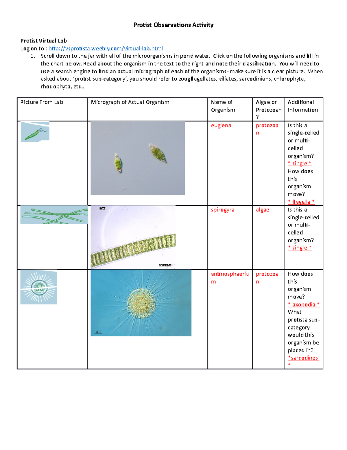 Protist Observations Activity for biology honors - Protist Observations Activity Protist Virtual ...