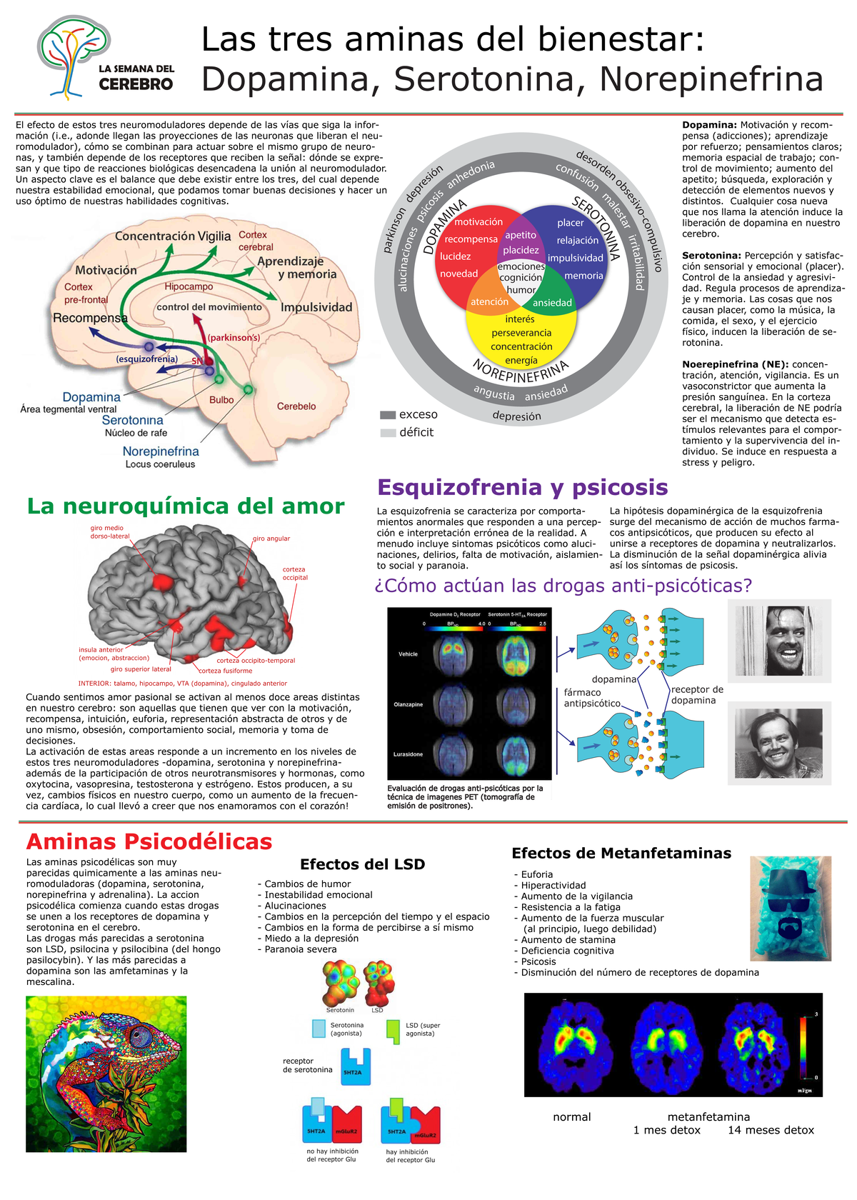Neuroquimica 2 - Las tres aminas del bienestar: Dopamina, Serotonina ...