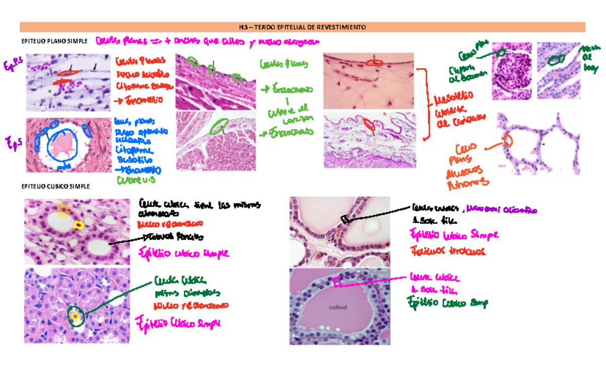 Repaso DE Practicas P1 - P6 - H3 – TEJIDO EPITELIAL DE REVESTIMIENTO ...