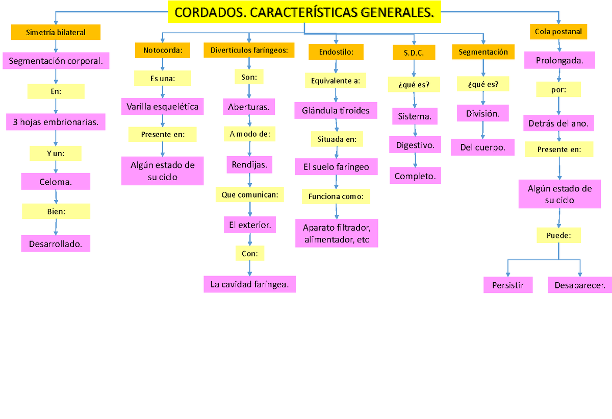 Mapas u 1 cordados - CORDADOS. CARACTERÍSTICAS GENERALES. Simetría ...