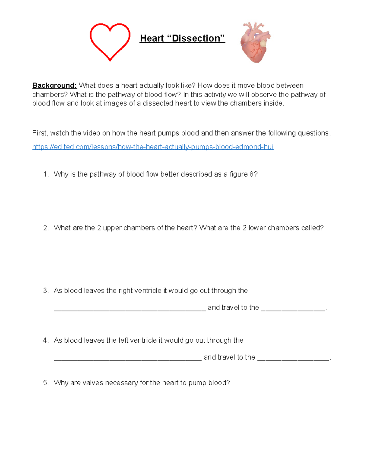 Heart dissection - practice lab - Heart “Dissection” Background: What ...