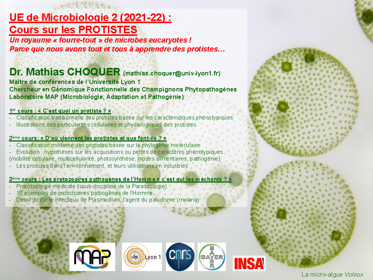 Protistes CM1super cours bien expliqué - La micro-algue Volvox UE de ...