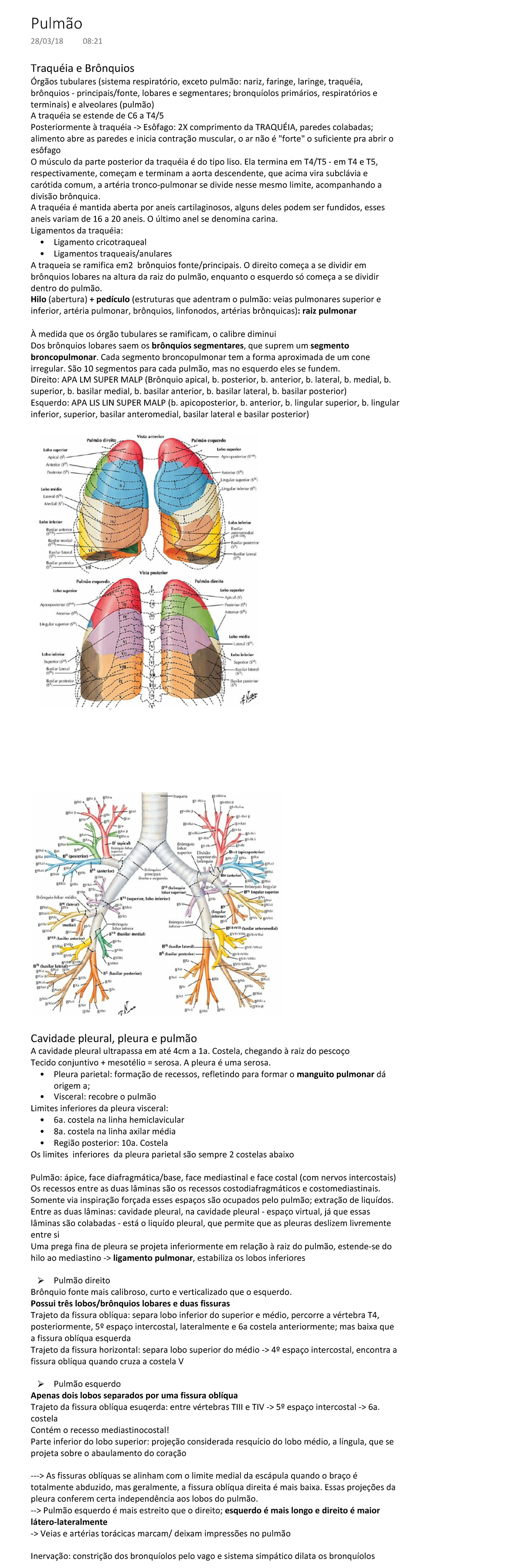 Pulmão - Aula de anatomia do pulmão, Prof. Godoy. - Pulmão 28/03/18 08 ...