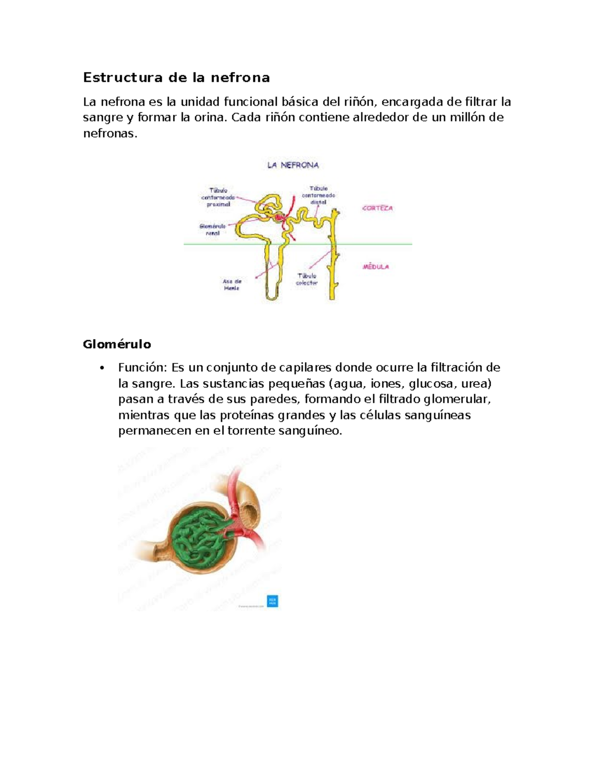 La Nefrona - Estructura de la nefrona La nefrona es la unidad funcional ...