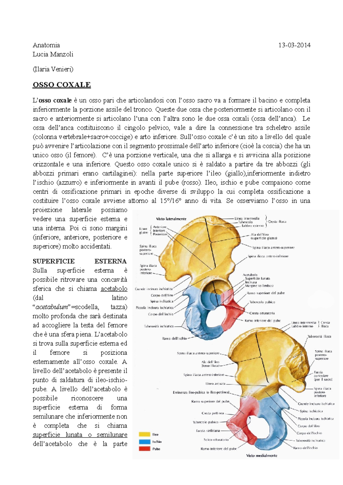 Lezione - Osso coxale - Anatomia umana - A.A. 2014/2015 - Anatomia 13 ...