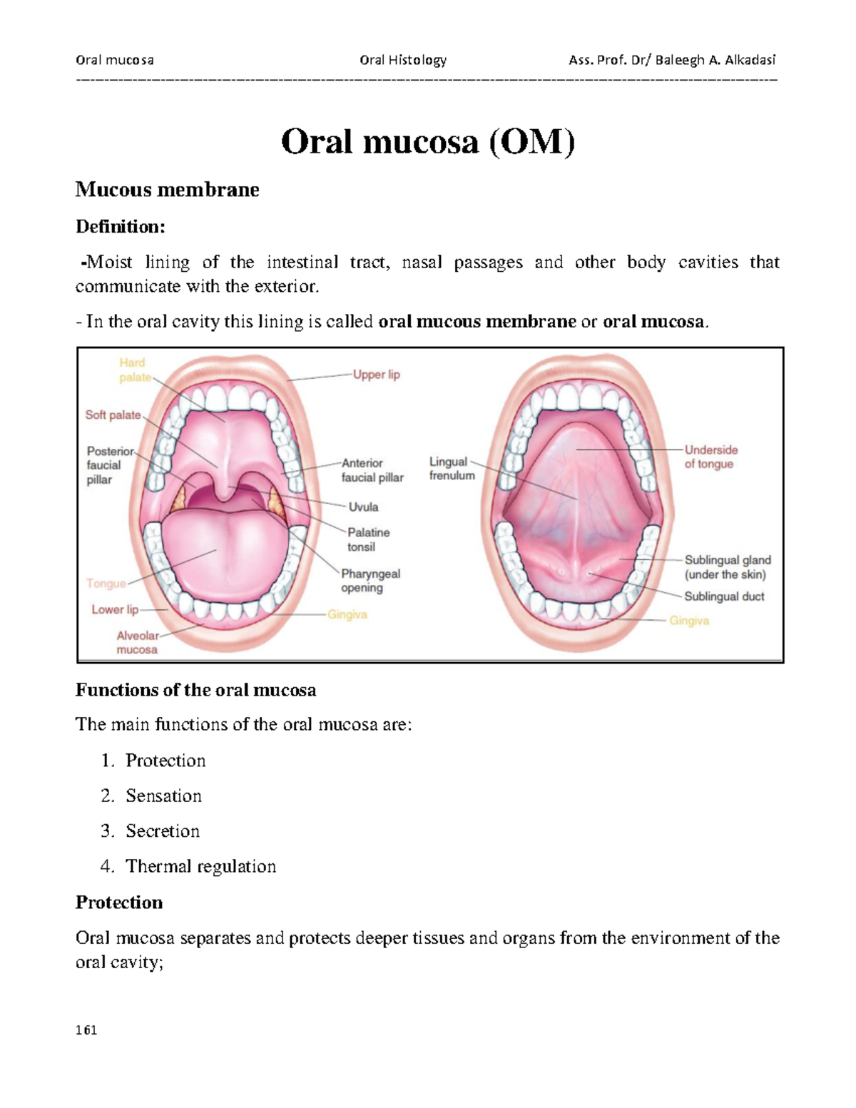 Oral Mucosa (OM) 240811 095131 - Oral mucosa (OM) Mucous membrane ...