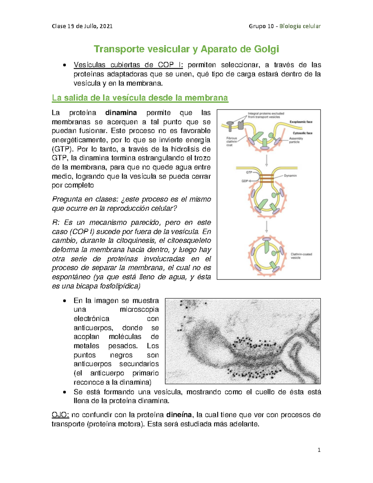 20.- Transporte Vesicular y Aparato de Golgi - Transporte vesicular y ...