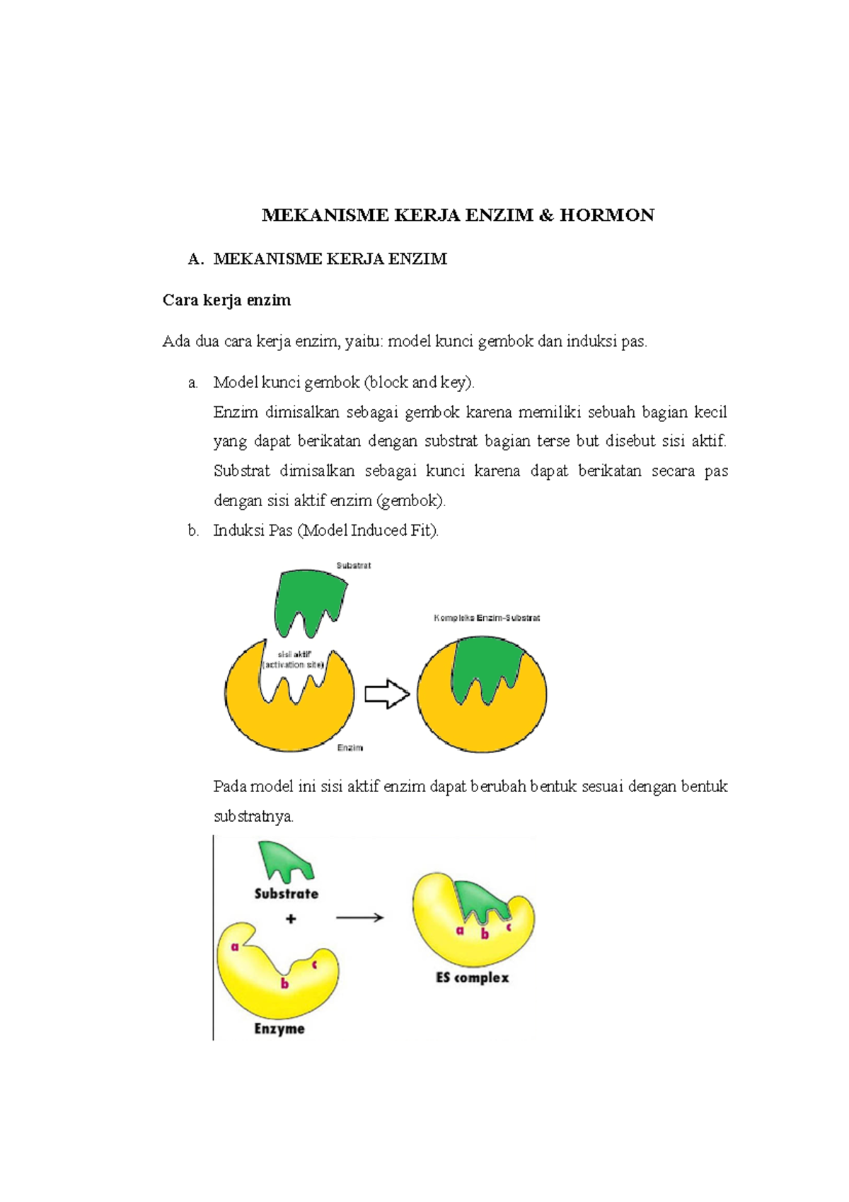 Enzim biomedik dasar - MEKANISME KERJA ENZIM & HORMON A. MEKANISME ...