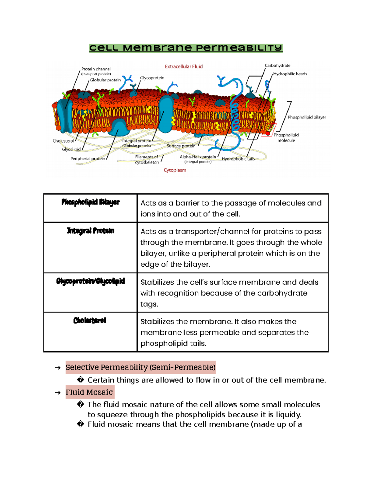 Cell Membrane Permeability - Cell Membrane Permeability Phospholipid ...