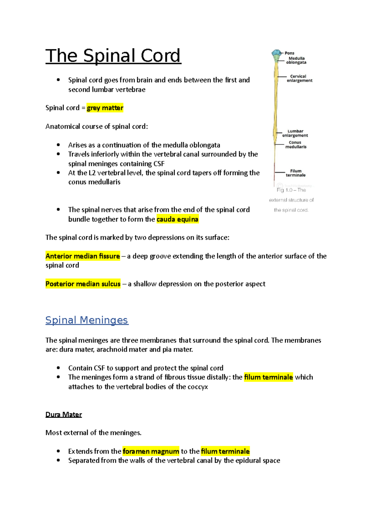 The Spinal Cord - Anatomy notes - The Spinal Cord Spinal cord goes from ...