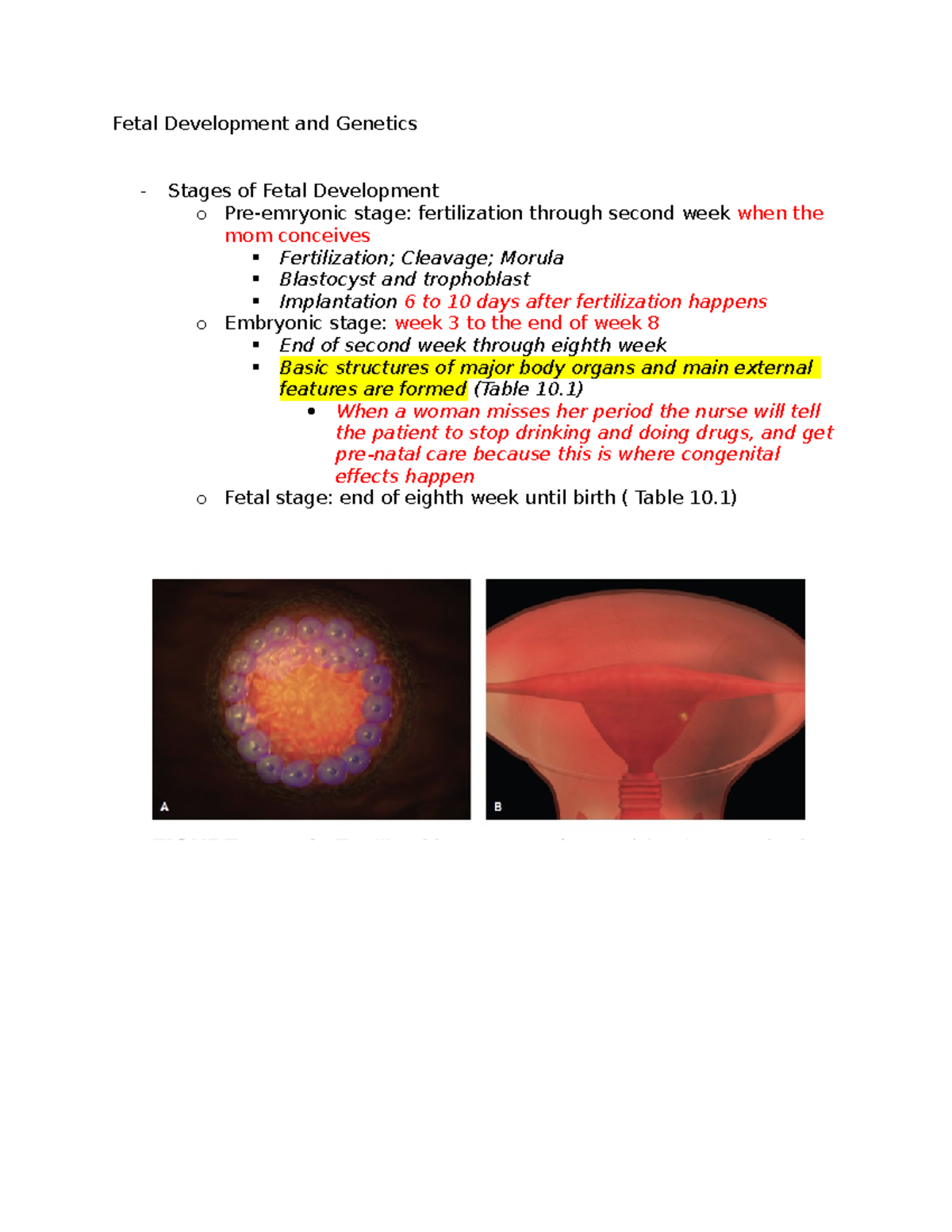 226 chapter 10 - maternity - Fetal Development and Genetics Stages of ...