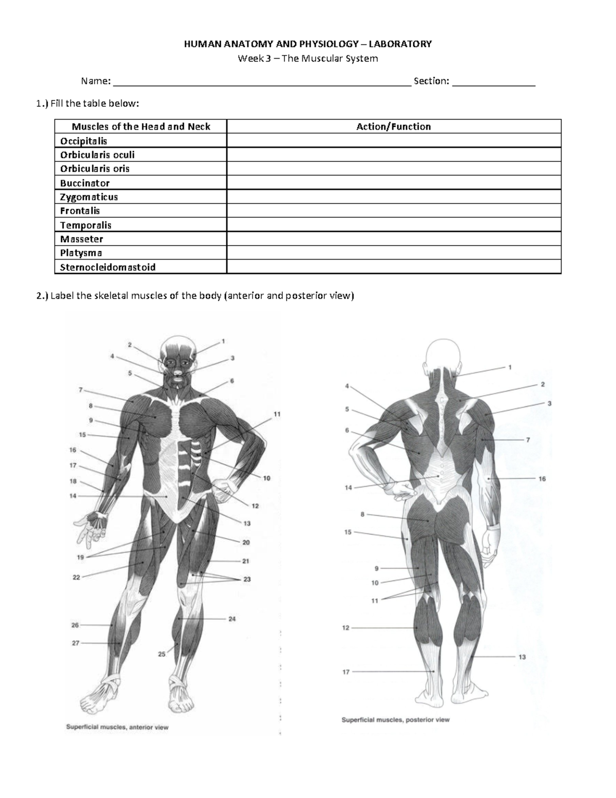 Worksheet Lecture - Human Anatomy - HUMAN ANATOMY AND PHYSIOLOGY ...
