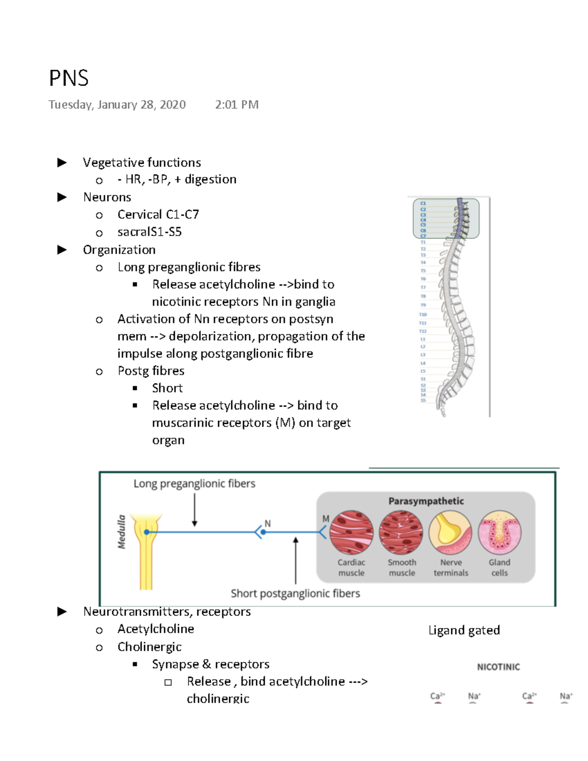 PNS - peripheral nervous system summary - Warning: TT: undefined function: 32 Warning: TT ...