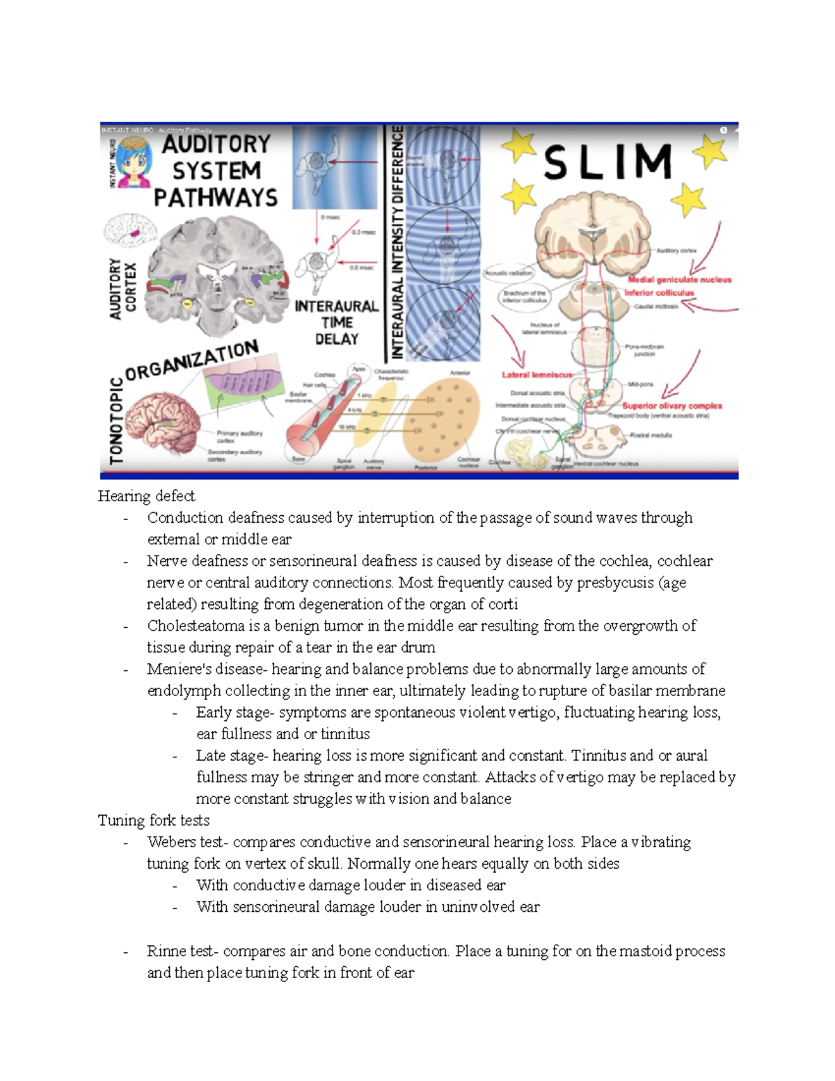 Auditory system - Hearing defect - Conduction deafness caused by ...