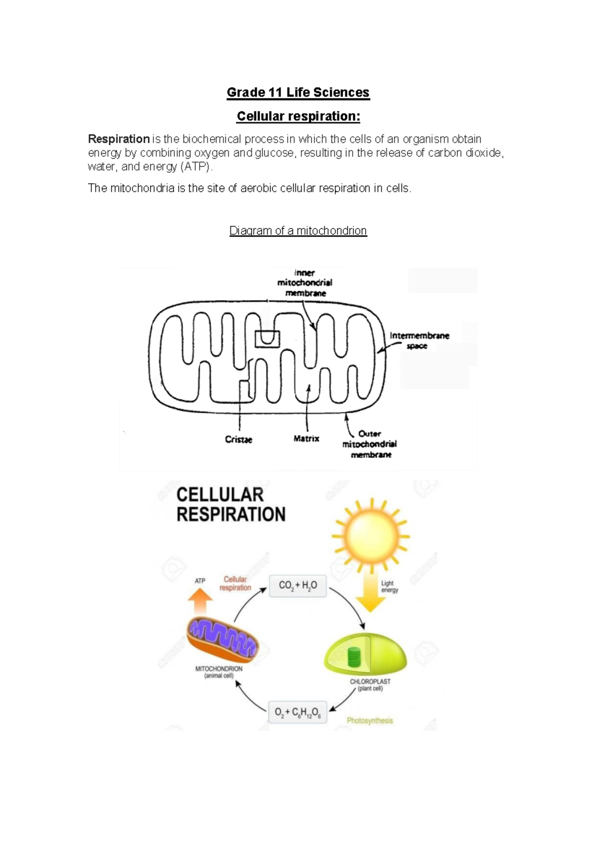 Respiration Notes - Grade 11 Life Sciences Cellular respiration ...