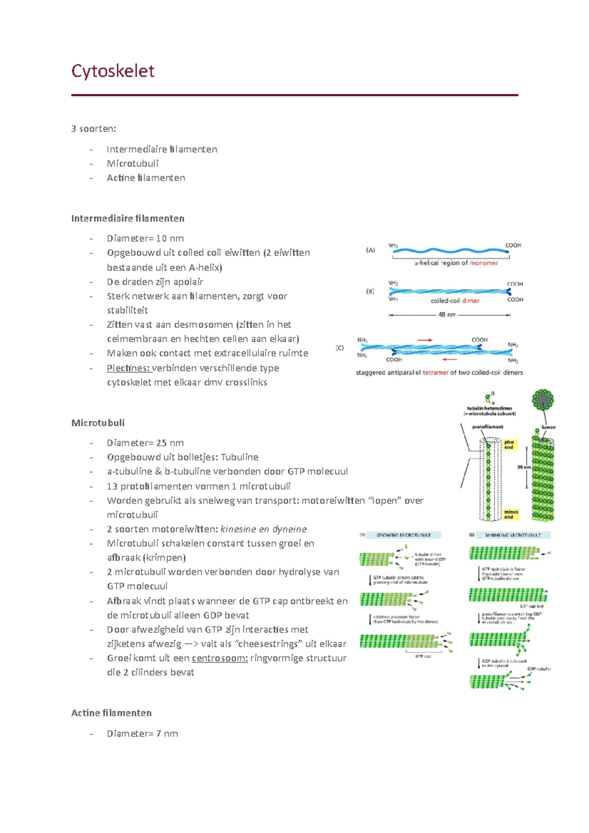 Hoorcolleges 24+25: cytoskelet - Cytoskelet 3 soorten: Intermediaire ...