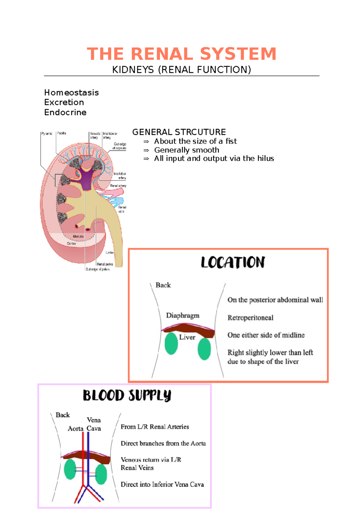 The Renal System - THE RENAL SYSTEM KIDNEYS (RENAL FUNCTION ...