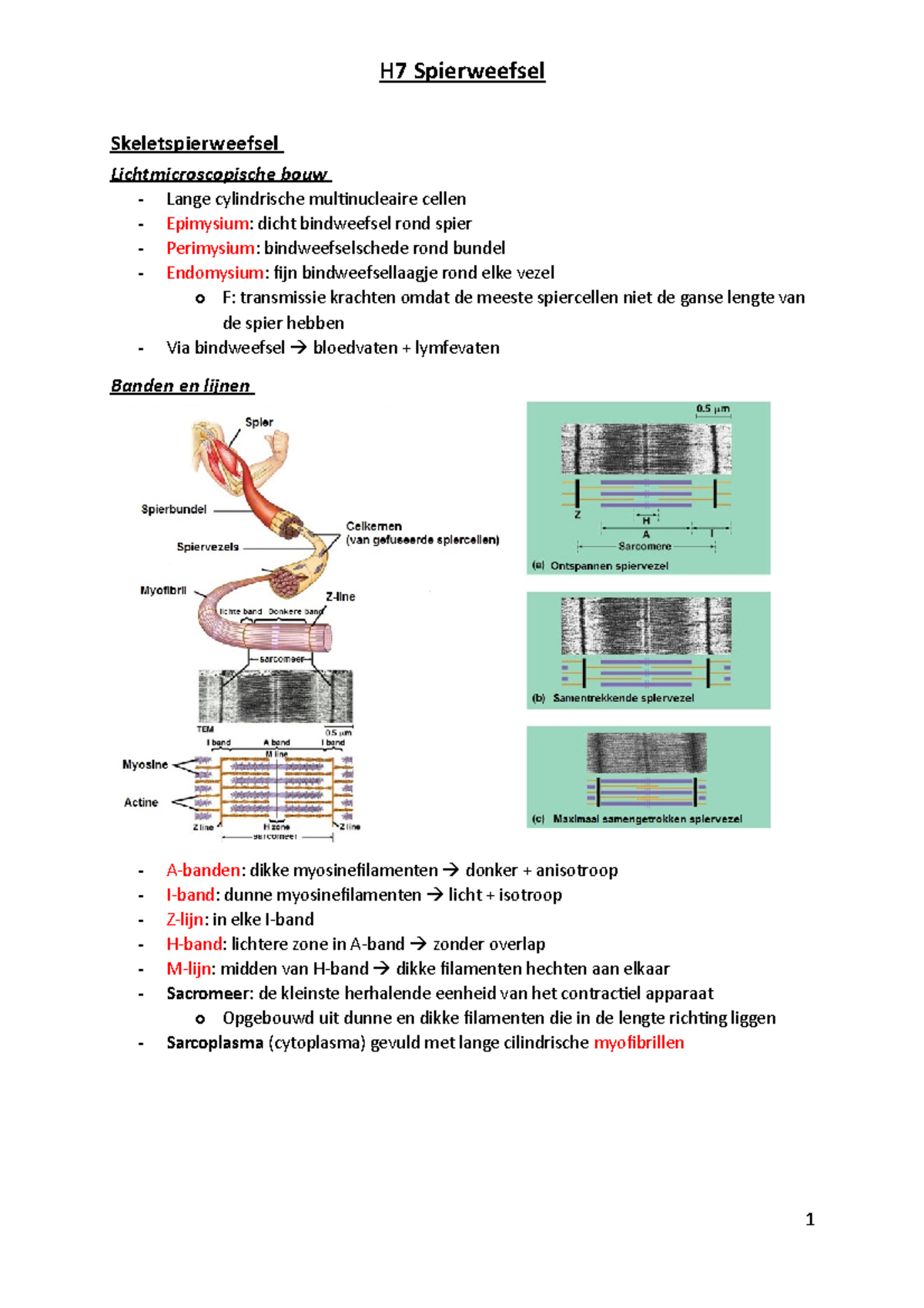 Histo H7 spierweefsel - Skeletspierweefsel Lichtmicroscopische bouw ...