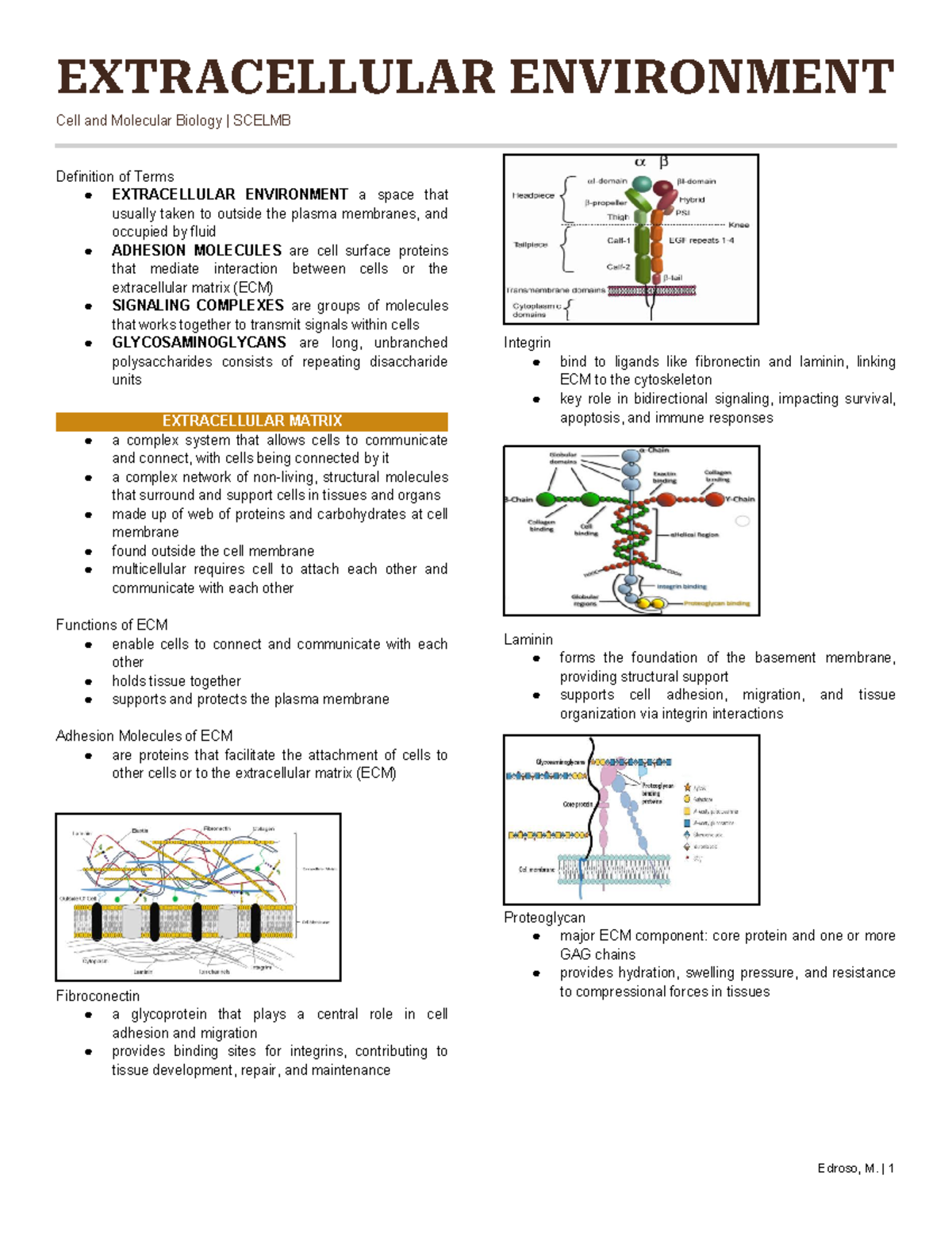 The Extracellular Environment - EXTRACELLULAR ENVIRONMENT Cell and ...