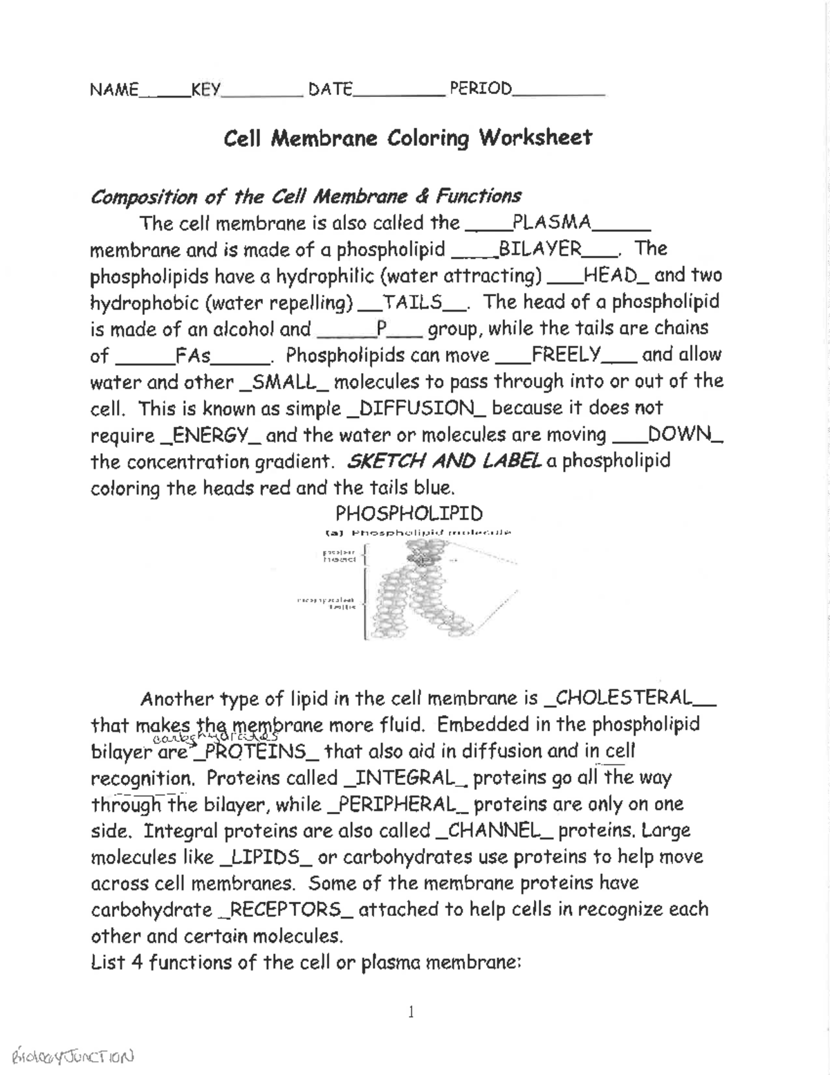 KEY Cell Membrane - qwert - NAME KEY DATE PERIOD Cell Membrane Coloring ...