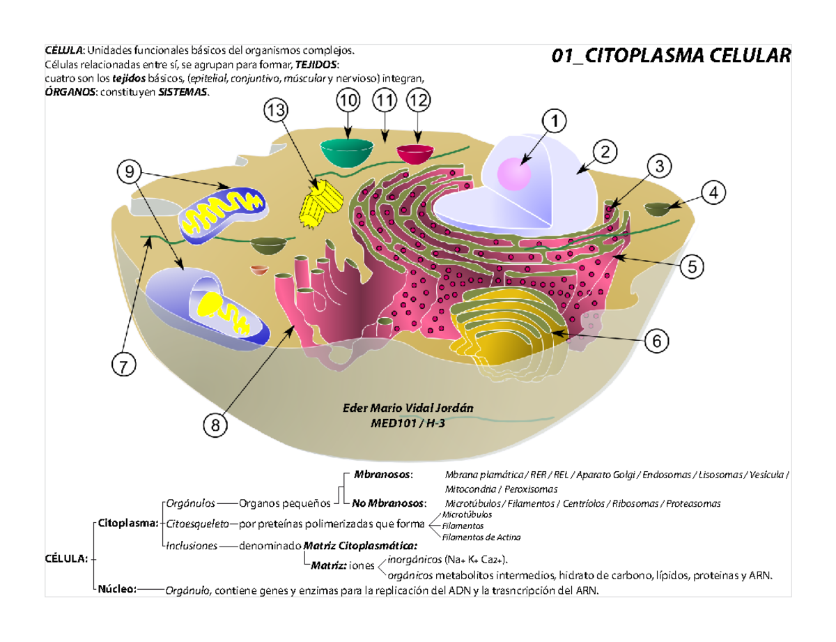 01 Citoplasma Celularl - 01_CITOPLASMA CELULAR CÉLULA: Unidades ...