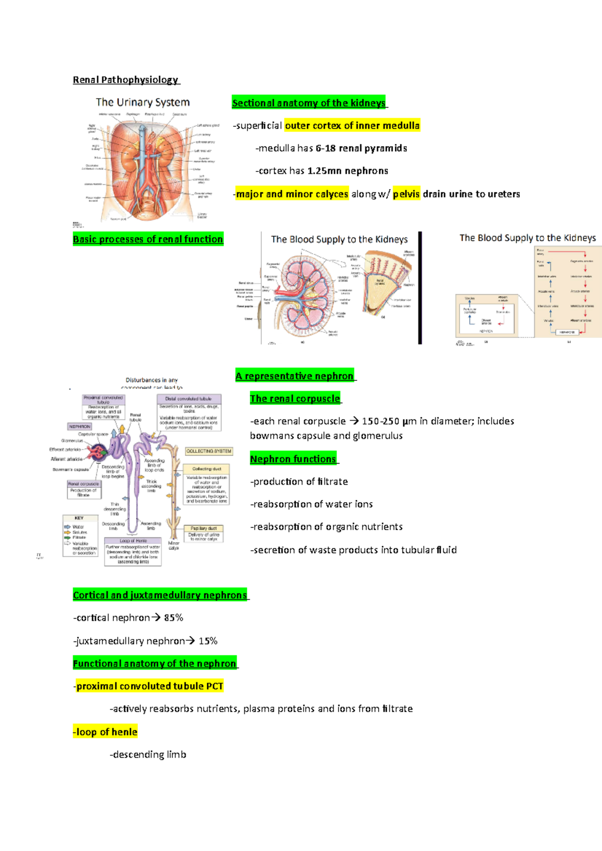 Lecture 11 p1 renal - Renal Pathophysiology Sectional anatomy of the ...