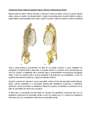 Músculos do corpo humano - Abdutor do hálux M. Flexor curto dos dedos M ...