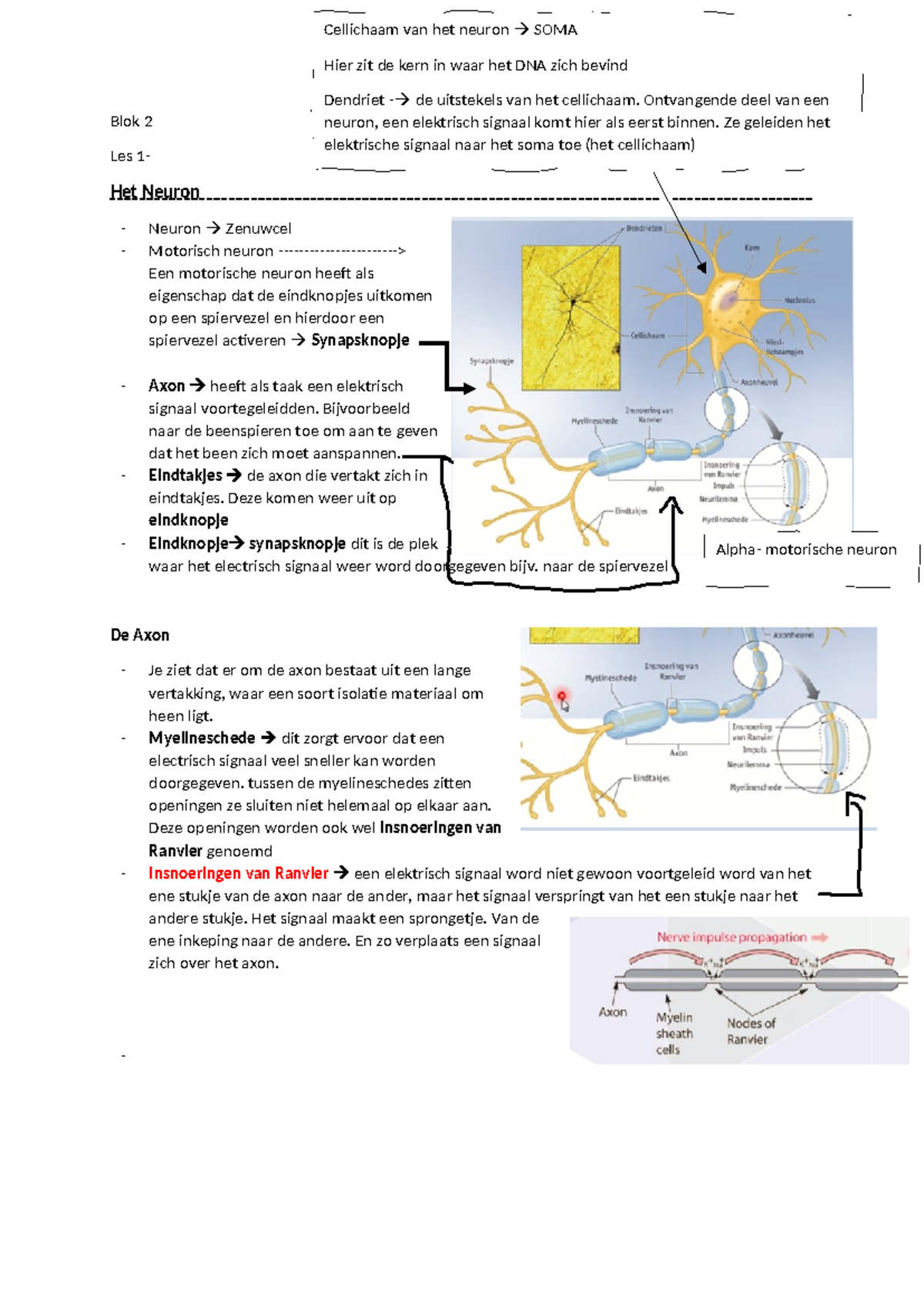 Blok 2- groei en ontwikkeling - Neuronen - Blok 2 Les 1- Het Neuron k ...