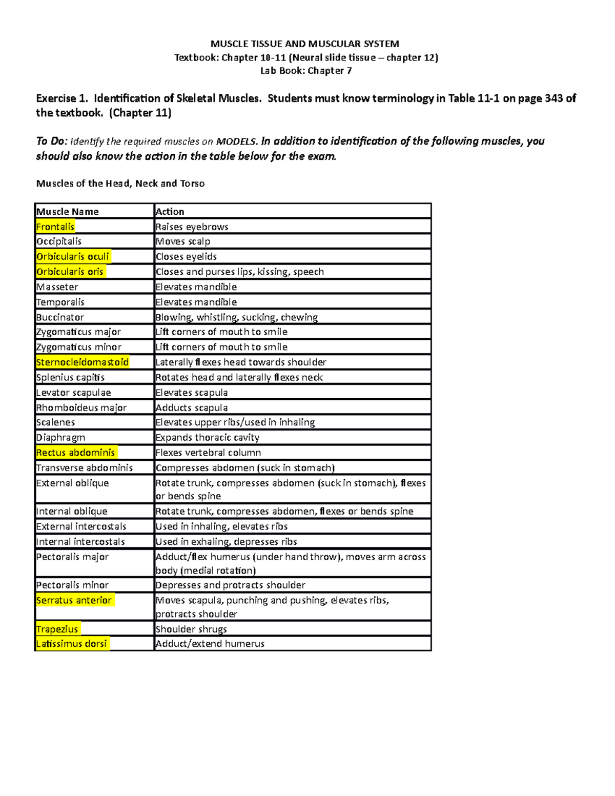 Muscle Tissue and Muscular System Lab Handout - MUSCLE TISSUE AND ...